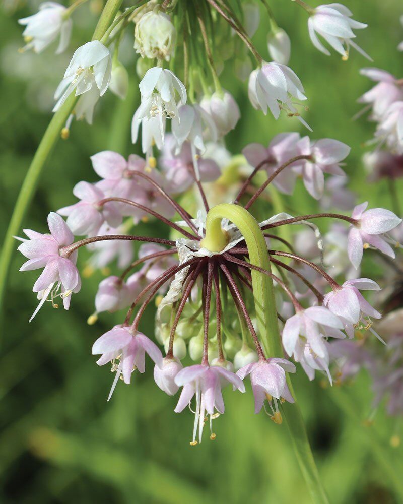 Wisconsin Native Perennials | Johnson's Nursery | Knowledgebase