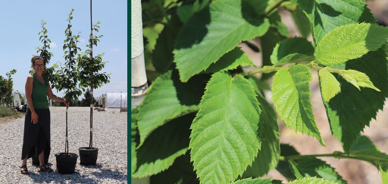 Ironwood | Johnson's Nursery | KB