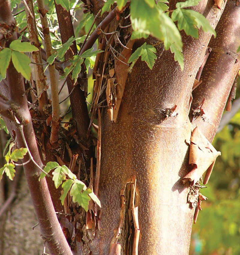 Paperbark Maple | Johnson's Nursery | KB