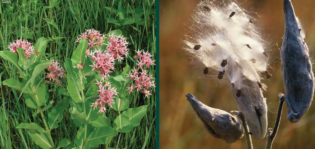 Showy Milkweed | Johnson's Nursery | KB