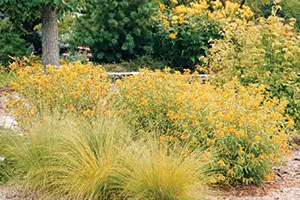 hypericum kalmianum native range