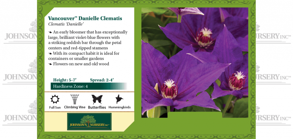 Vancouver™ Danielle Clematis | Johnson's Nursery | KB