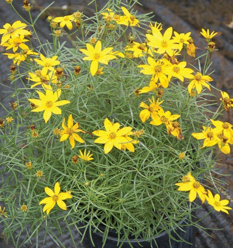 Zagreb Coreopsis | Johnson's Nursery | KB
