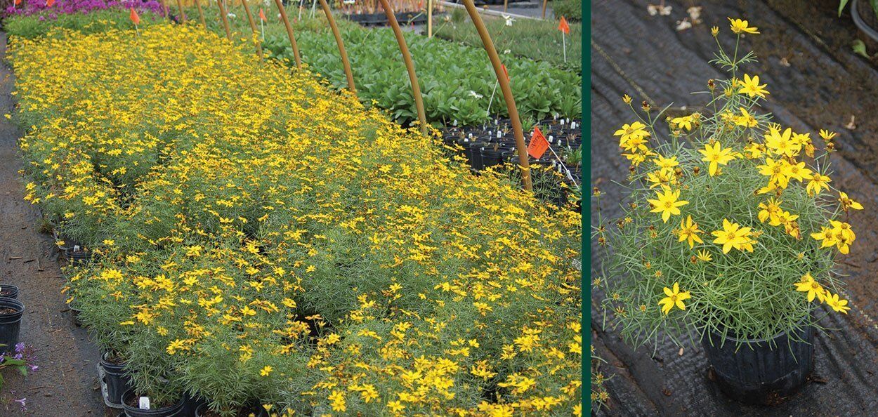 Zagreb Coreopsis | Johnson's Nursery | KB