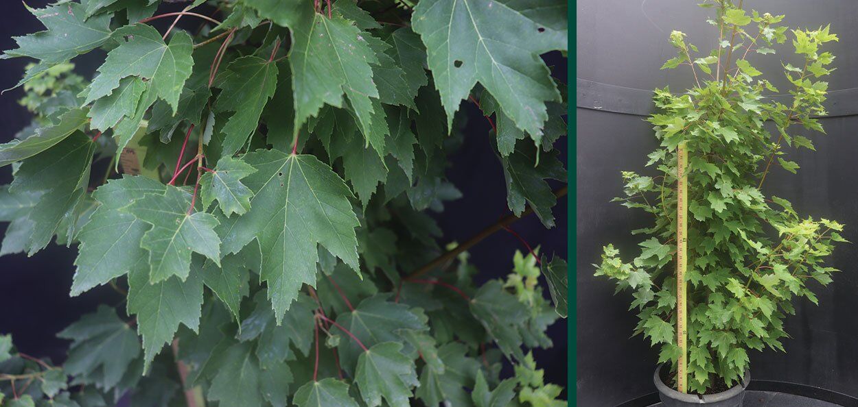 Red Maple | Johnson's Nursery | KB