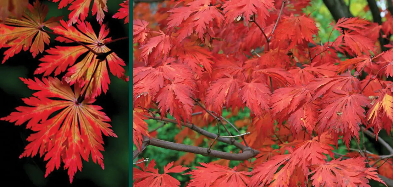 Aconitifolium Maple | Johnson's Nursery | KB