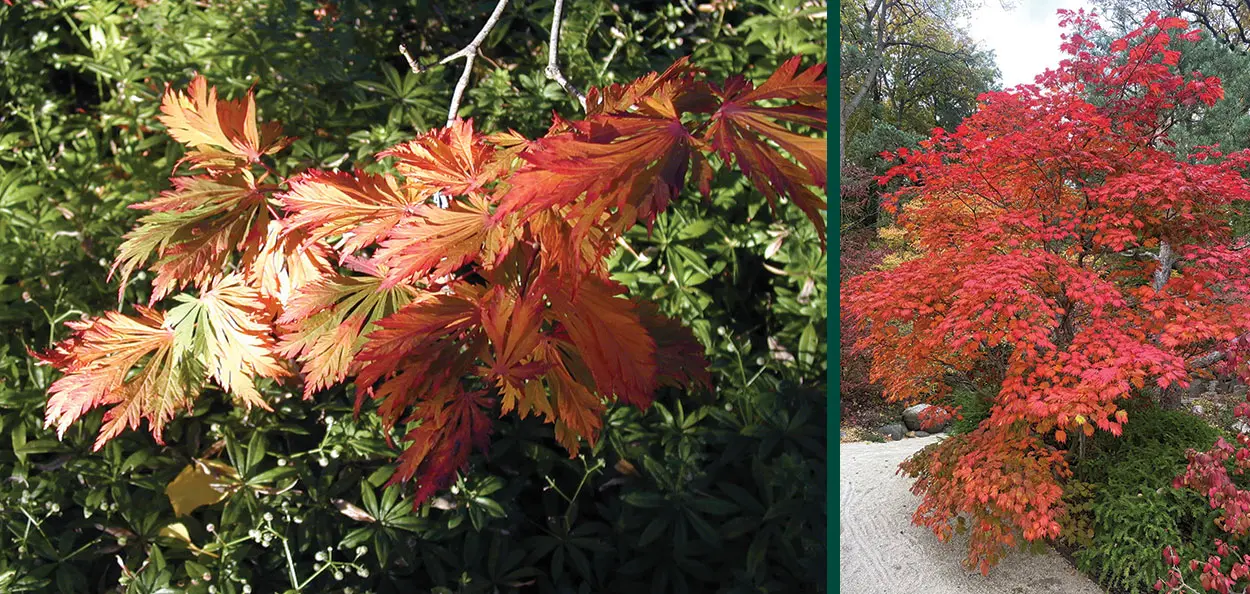 Aconitifolium Maple | Johnson's Nursery | KB