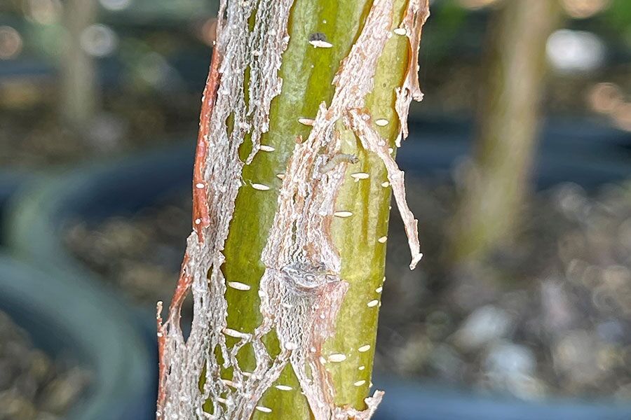 Bog Birch | Johnson's Nursery | KB