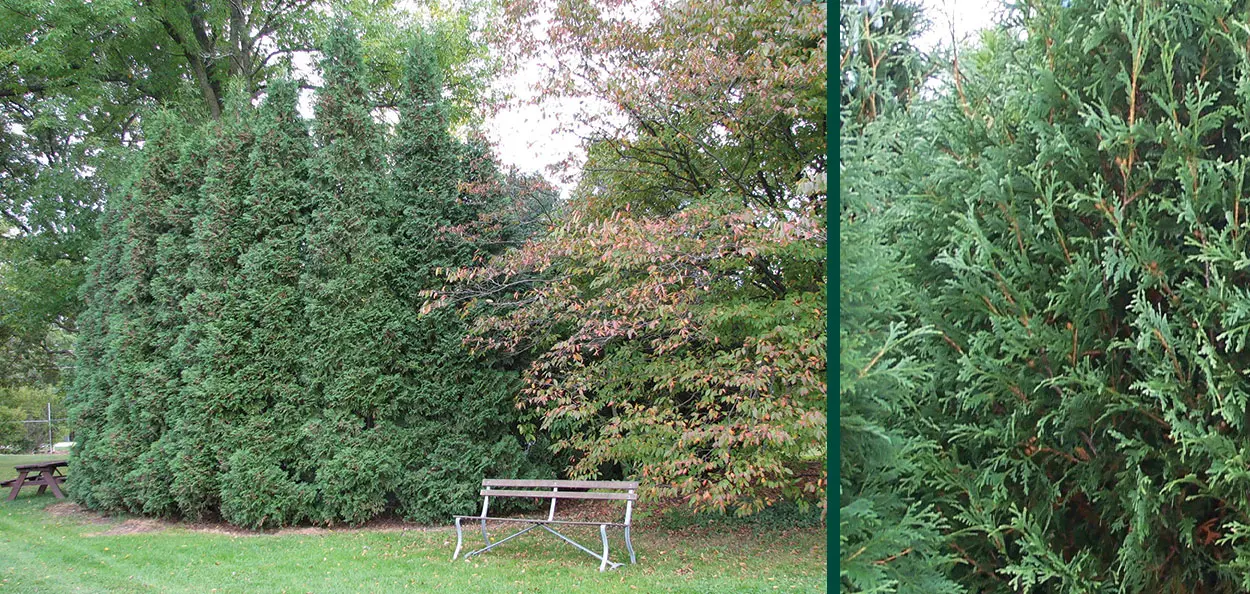 Giant Arborvitae | Johnson's Nursery | KB
