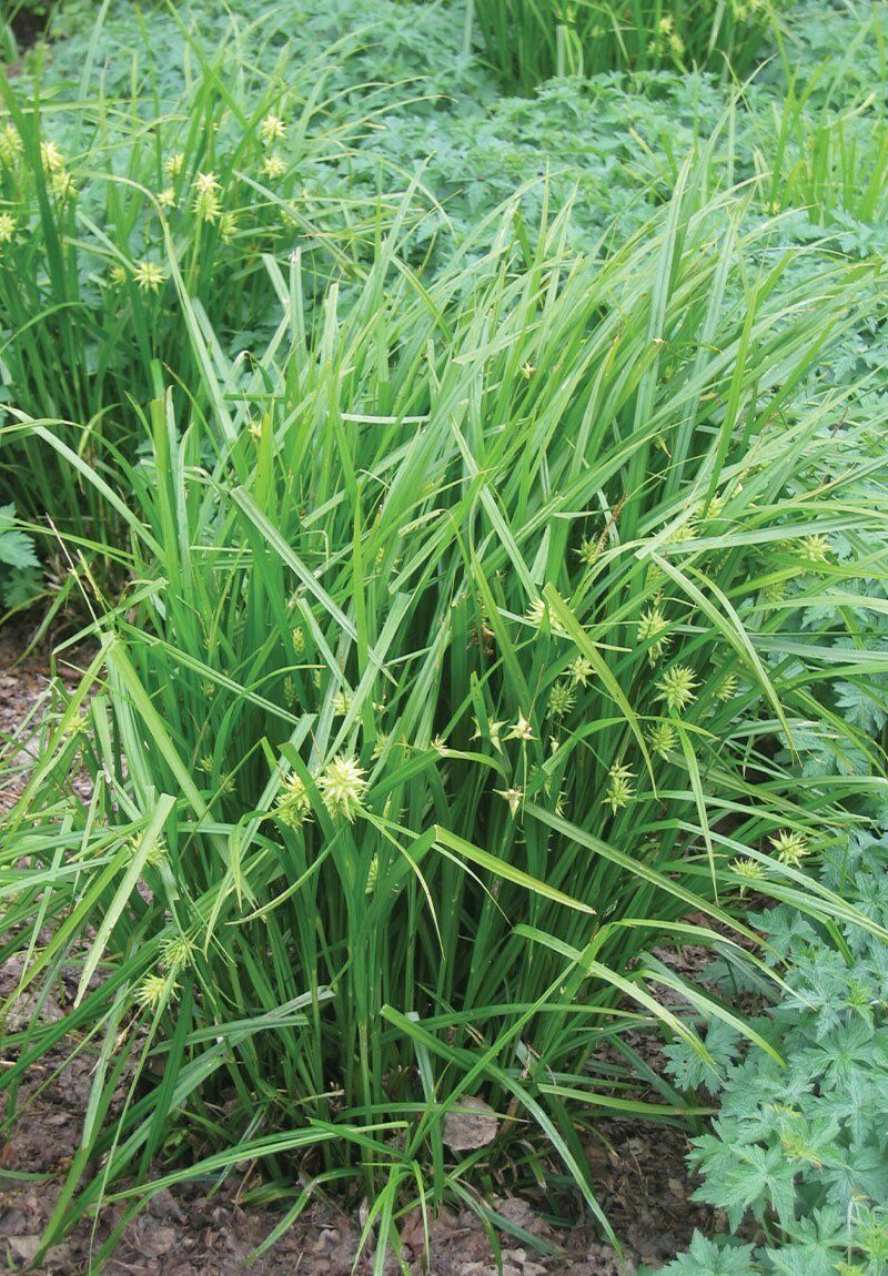 Wisconsin Native Grasses | Johnson's Nursery | Knowledgebase