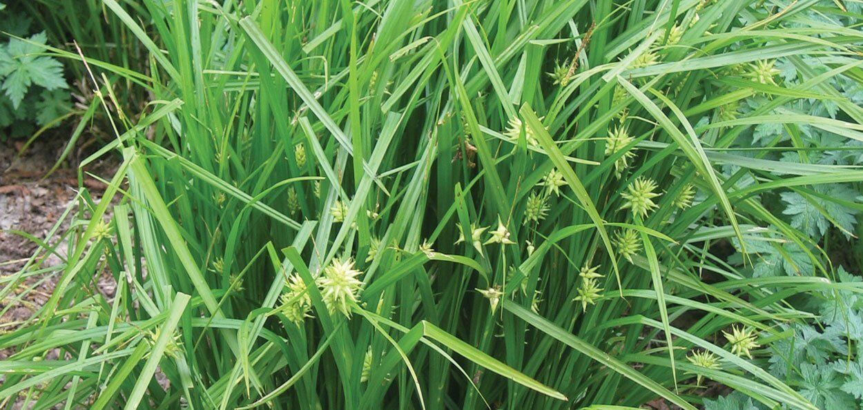Gray's (Morning Star) Sedge | Johnson's Nursery | KB