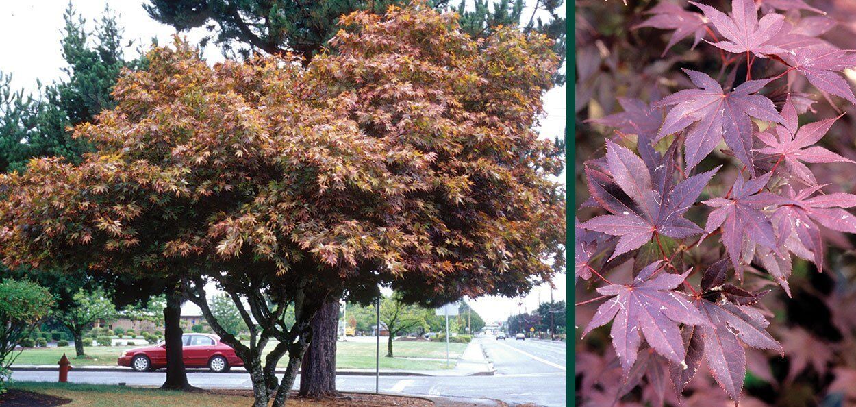 Bloodgood Japanese Maple | Johnson's Nursery | KB
