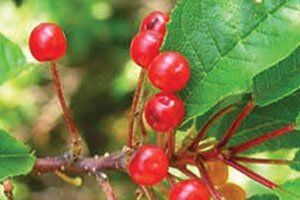 Pin Cherry | Johnson's Nursery | KB