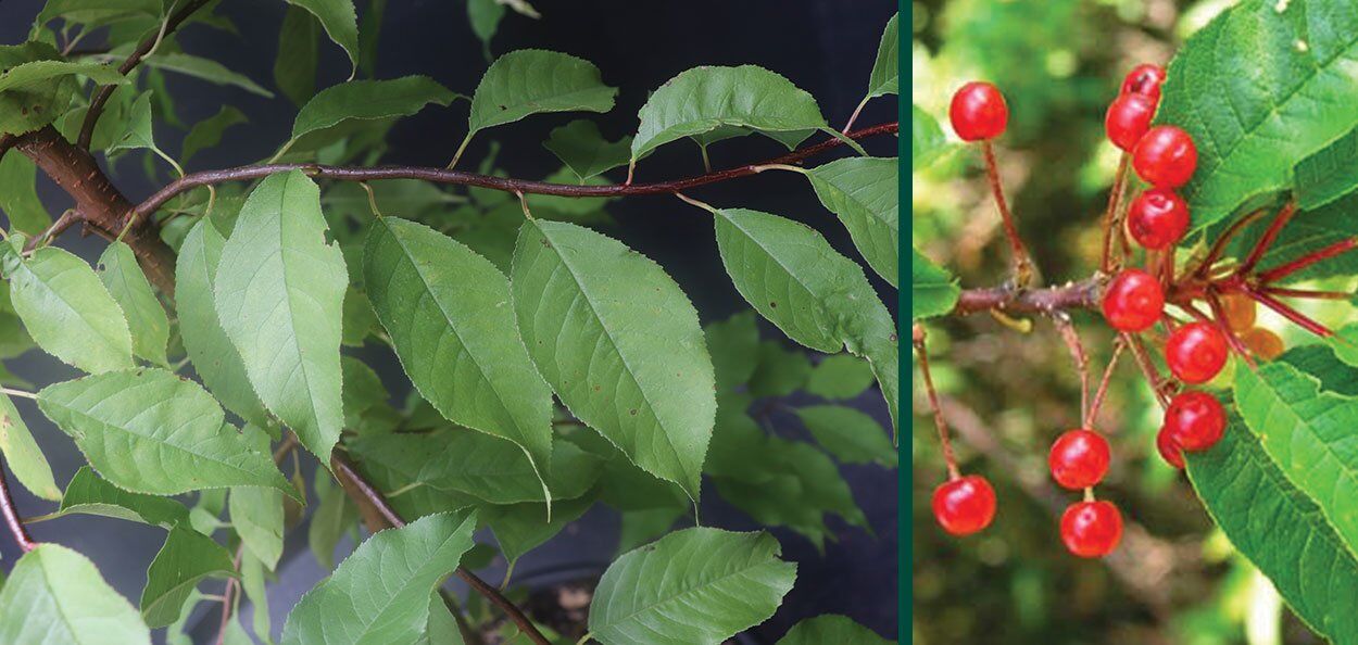 Pin Cherry | Johnson's Nursery | KB