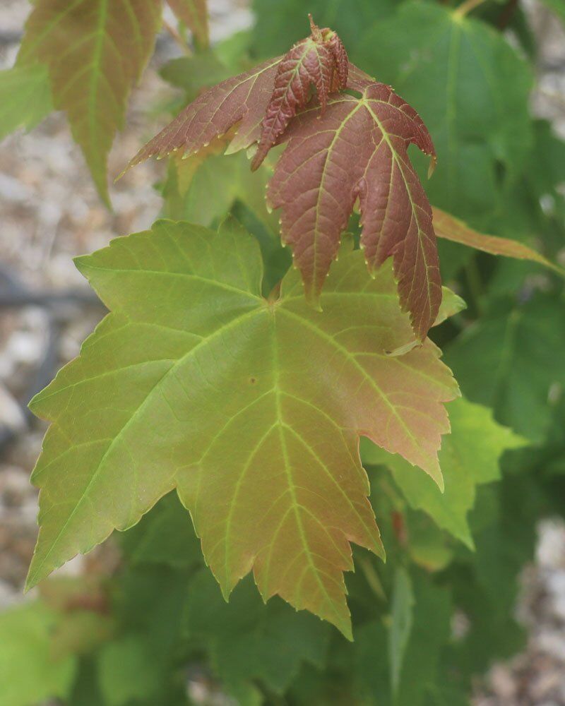 Red Maple | Johnson's Nursery | KB
