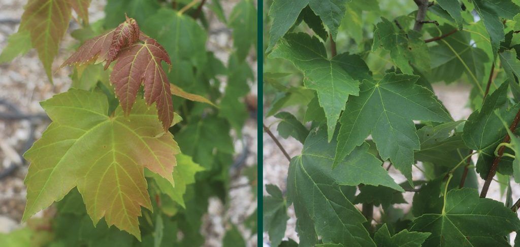 Red Maple | Johnson's Nursery | KB