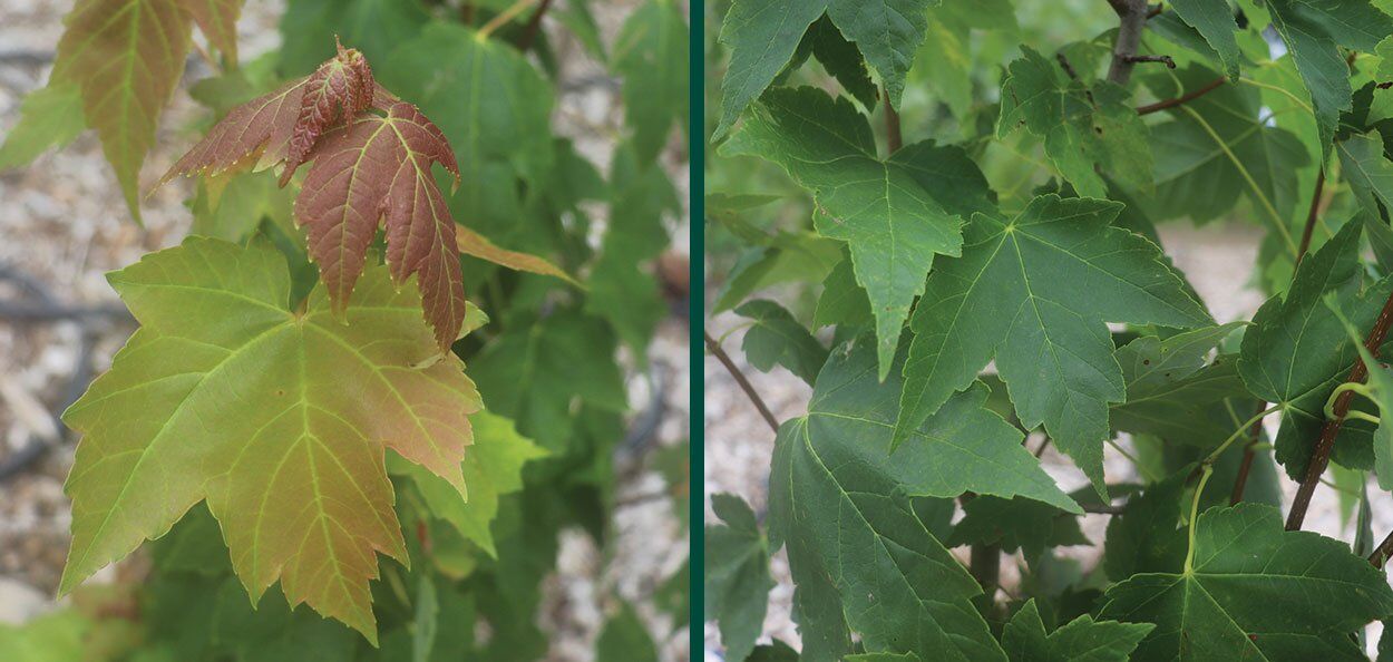 Red Maple | Johnson's Nursery | KB