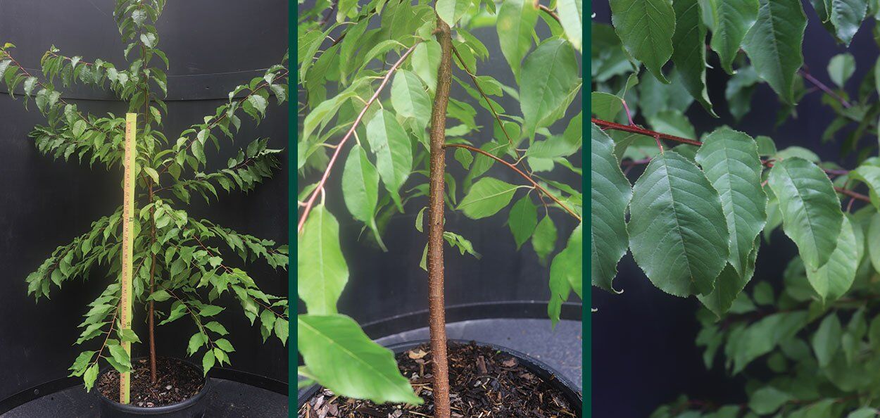 Pin Cherry | Johnson's Nursery | KB