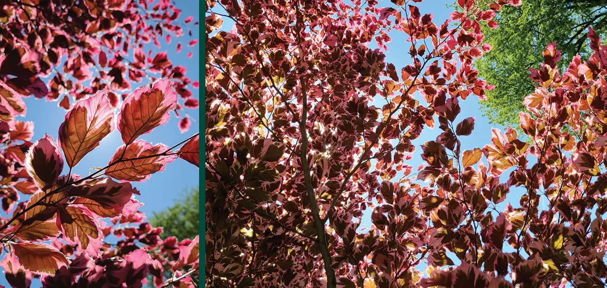 Tricolor European Beech | Johnson's Nursery | KB