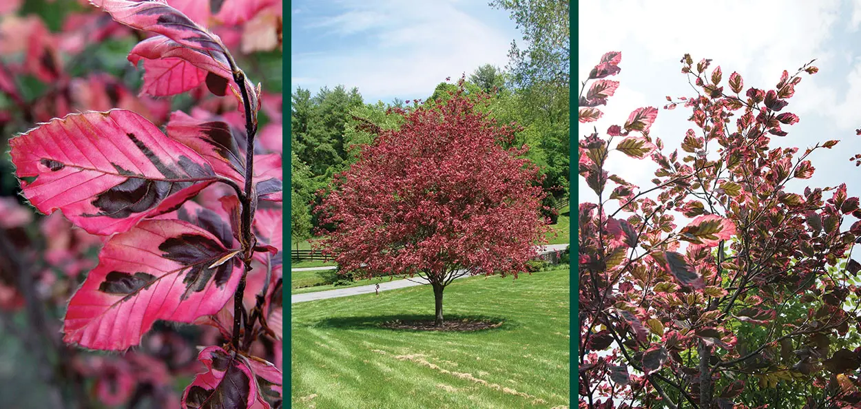 Tricolor European Beech | Johnson's Nursery | KB