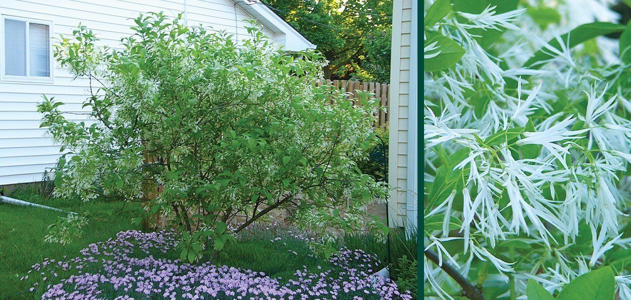 White Fringetree | Johnson's Nursery | KB