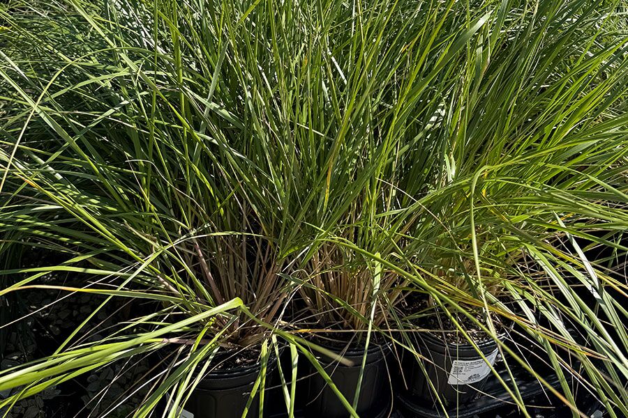 Wisconsin Native Grasses | Johnson's Nursery | Knowledgebase