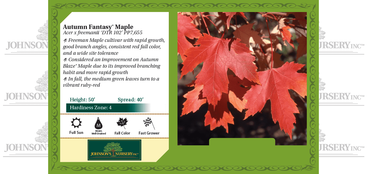 Autumn Fantasy® Maple | Johnson's Nursery | KB