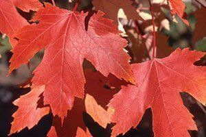 Autumn Fantasy® Maple | Johnson's Nursery | KB