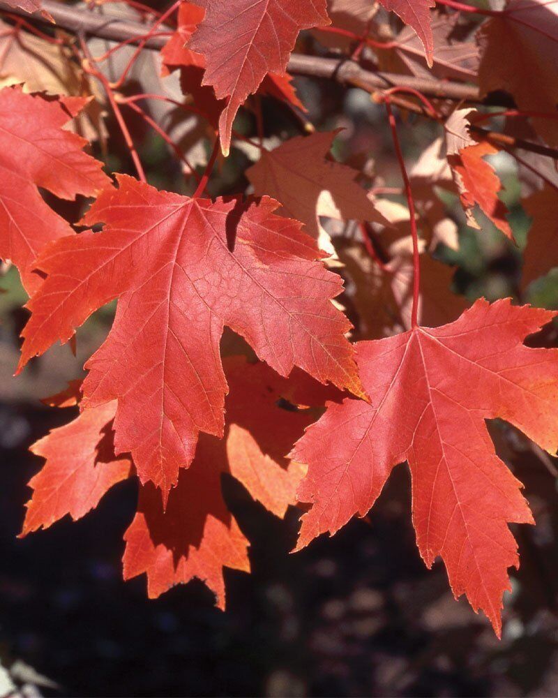 Autumn Fantasy® Maple | Johnson's Nursery | KB