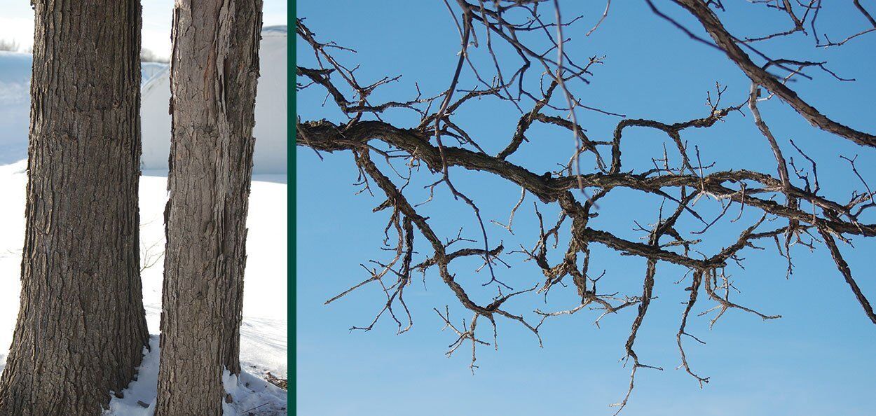 Hybrid Swamp x Bur Oak | Johnson's Nursery | KB