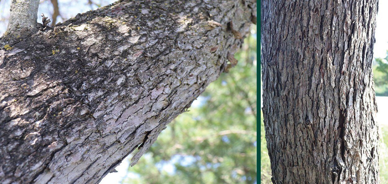 Thornless Cockspur Hawthorn | Johnson's Nursery | KB