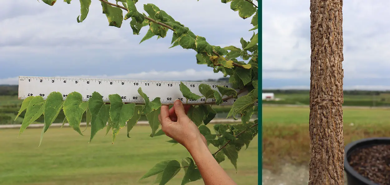 Hackberry | Johnson's Nursery | KB