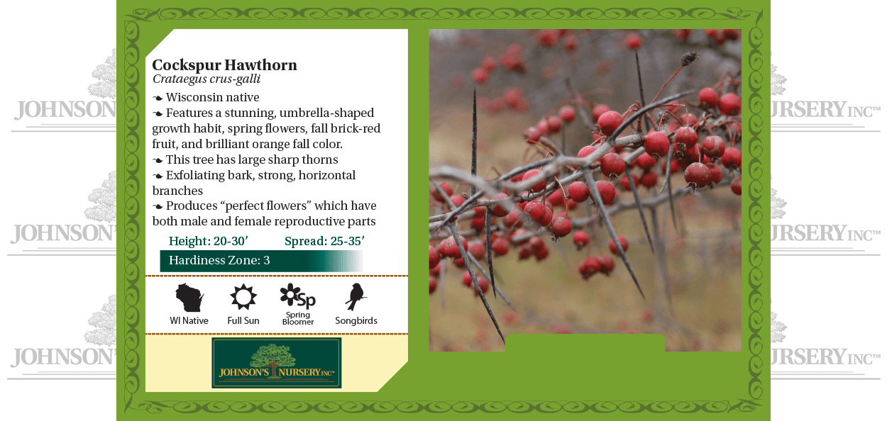 Cockspur Hawthorn | Johnson's Nursery | KB