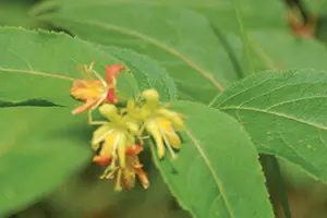 Dwarf Bush Honeysuckle | Johnson's Nursery | KB