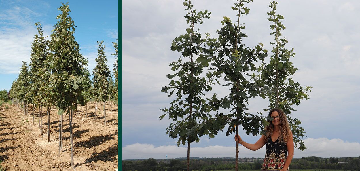 Hybrid Swamp x Bur Oak | Johnson's Nursery | KB