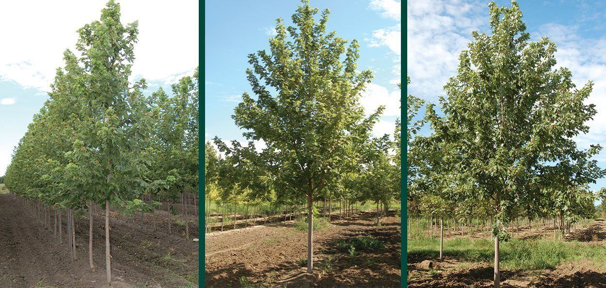 Autumn Fantasy® Maple | Johnson's Nursery | KB