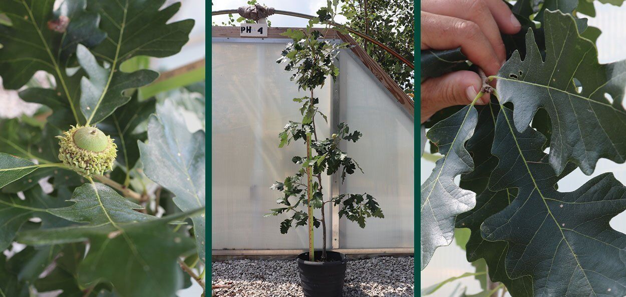 Hybrid Swamp x Bur Oak | Johnson's Nursery | KB