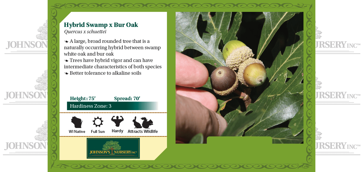 Hybrid Swamp x Bur Oak | Johnson's Nursery | KB