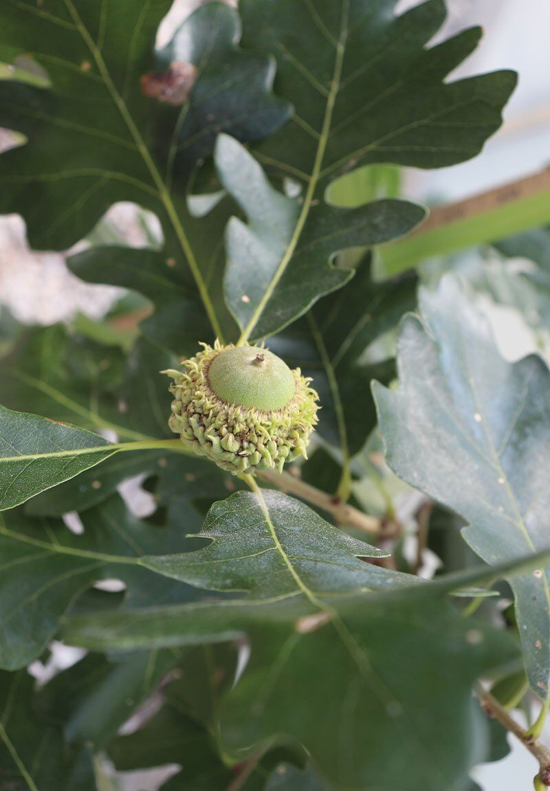 Wisconsin Native Trees | Johnson's Nursery | Knowledgebase