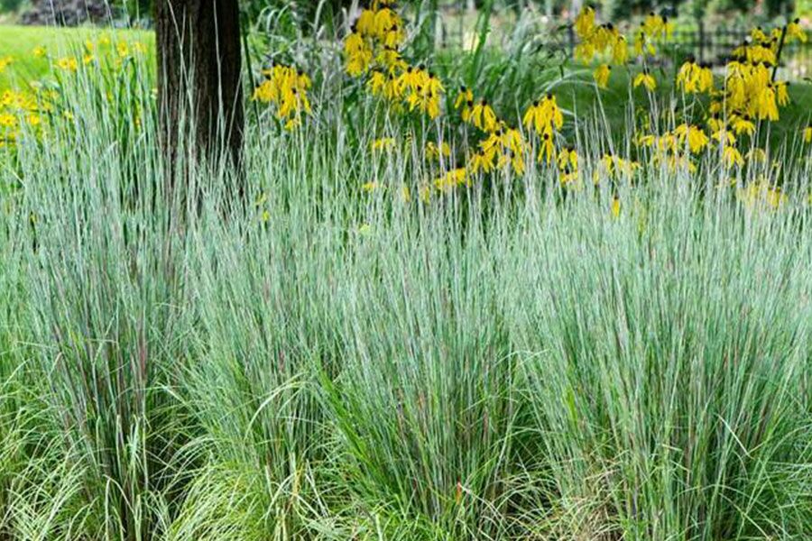 Wisconsin Native Grasses | Johnson's Nursery | Knowledgebase