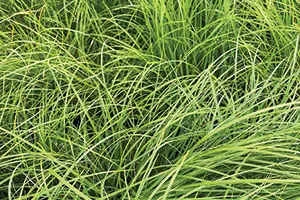 Pennsylvania Sedge | Johnson's Nursery | KB