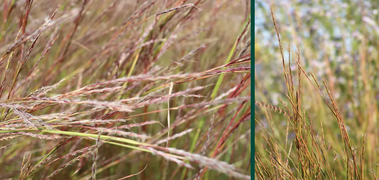 Little Bluestem | Johnson's Nursery | KB