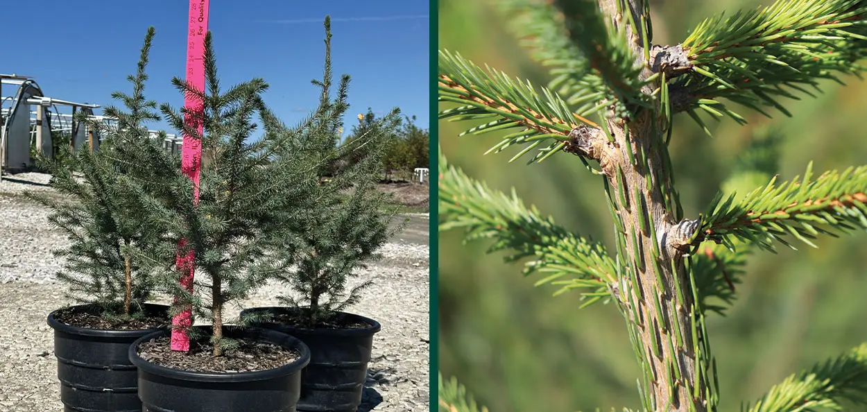Serbian Spruce | Johnson's Nursery | KB