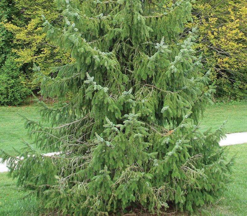 Serbian Spruce | Johnson's Nursery | KB
