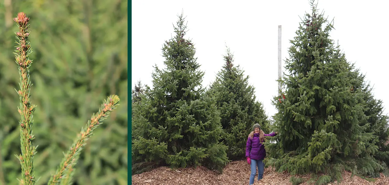 Serbian Spruce | Johnson's Nursery | KB