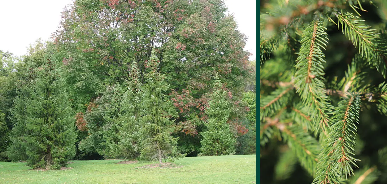 Serbian Spruce | Johnson's Nursery | KB