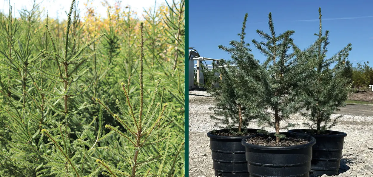 Serbian Spruce | Johnson's Nursery | KB
