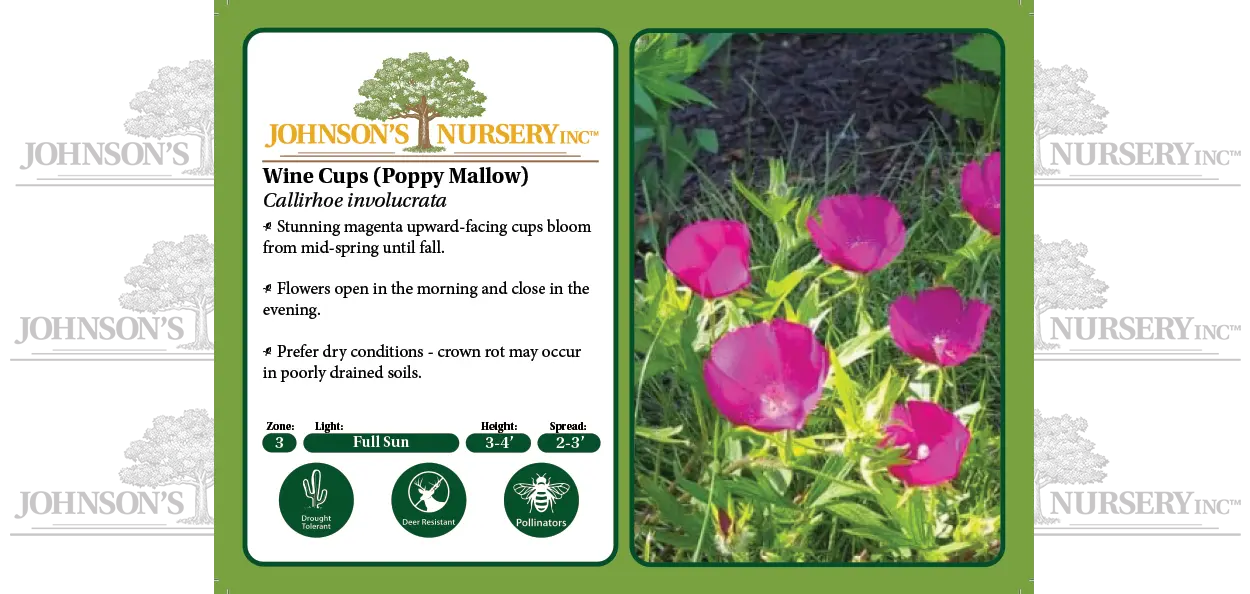 Wine Cups (Poppy Mallow) | Johnson's Nursery | KB