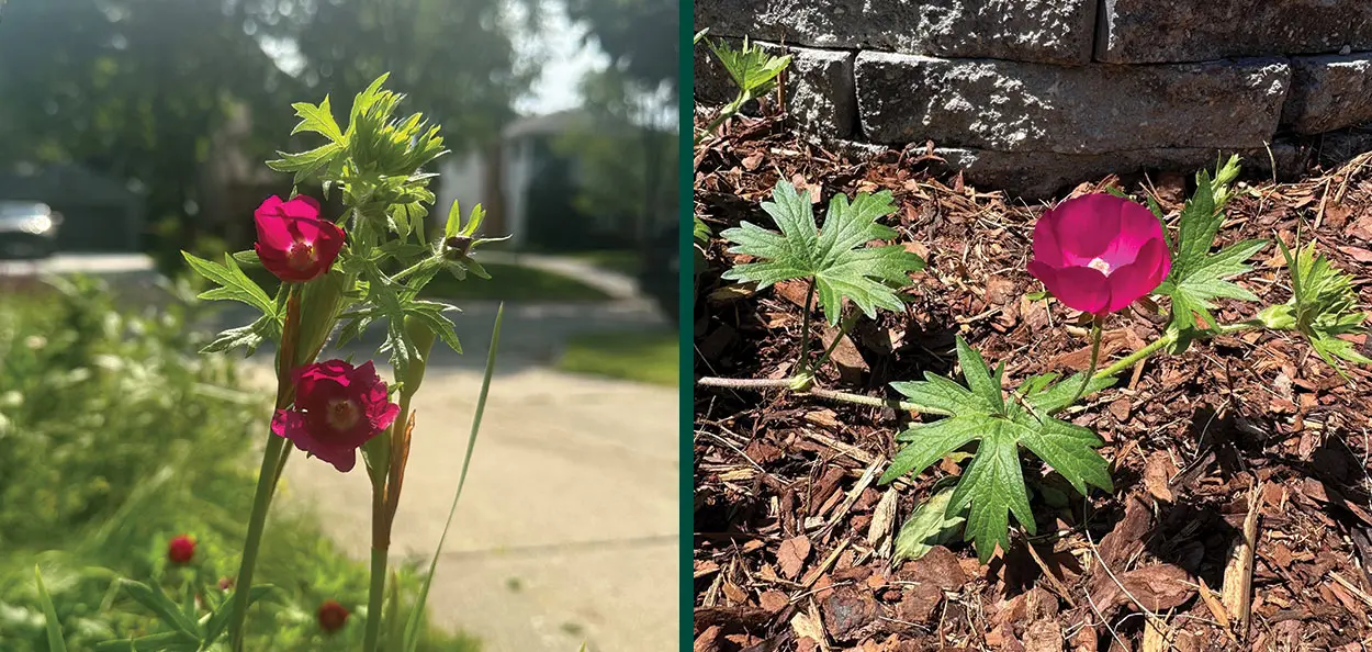 Wine Cups (Poppy Mallow) | Johnson's Nursery | KB