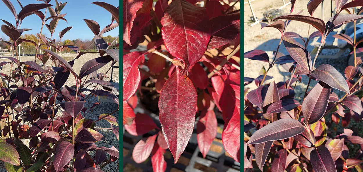 Witherod Viburnum | Johnson's Nursery | KB